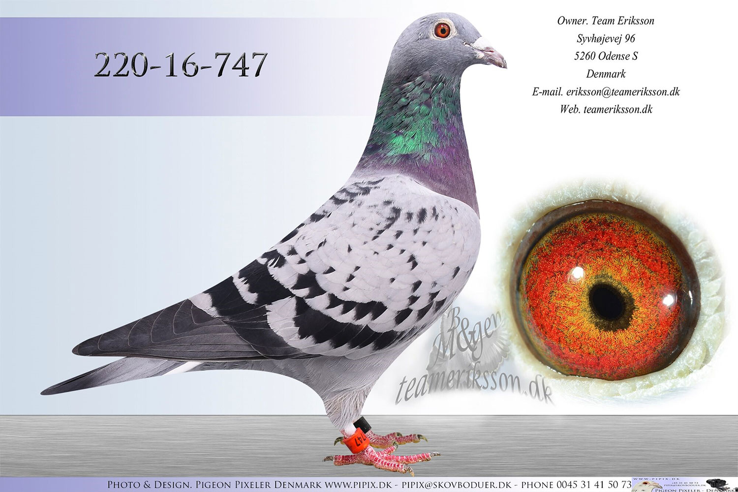 Verstraete Pigeons - M&C Auctions