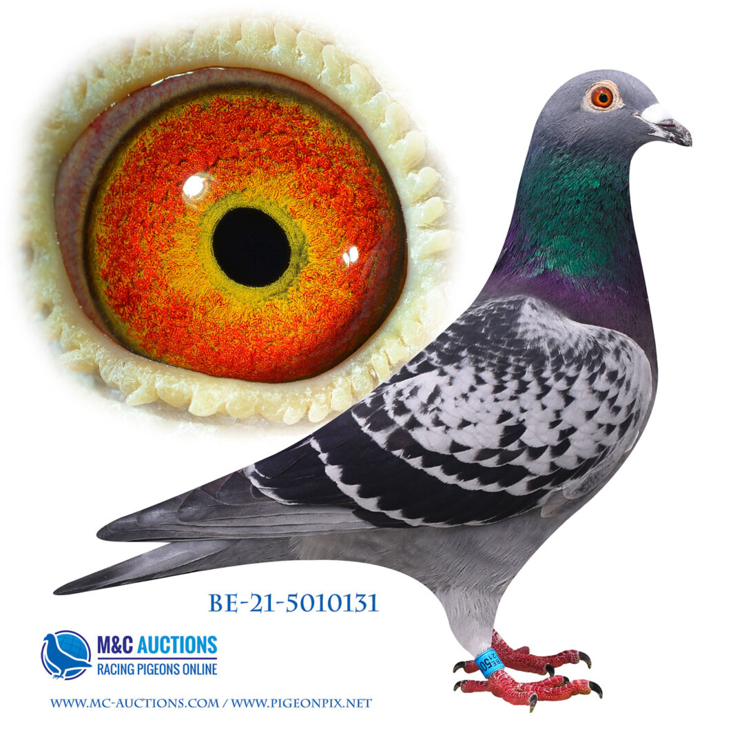 M&C Auctions - Racing Pigeons Online