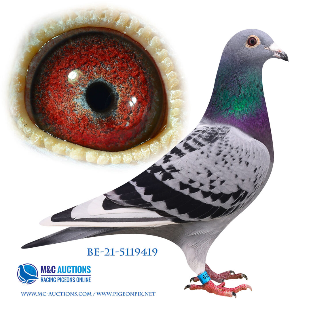 M&C Auctions - Racing Pigeons Online
