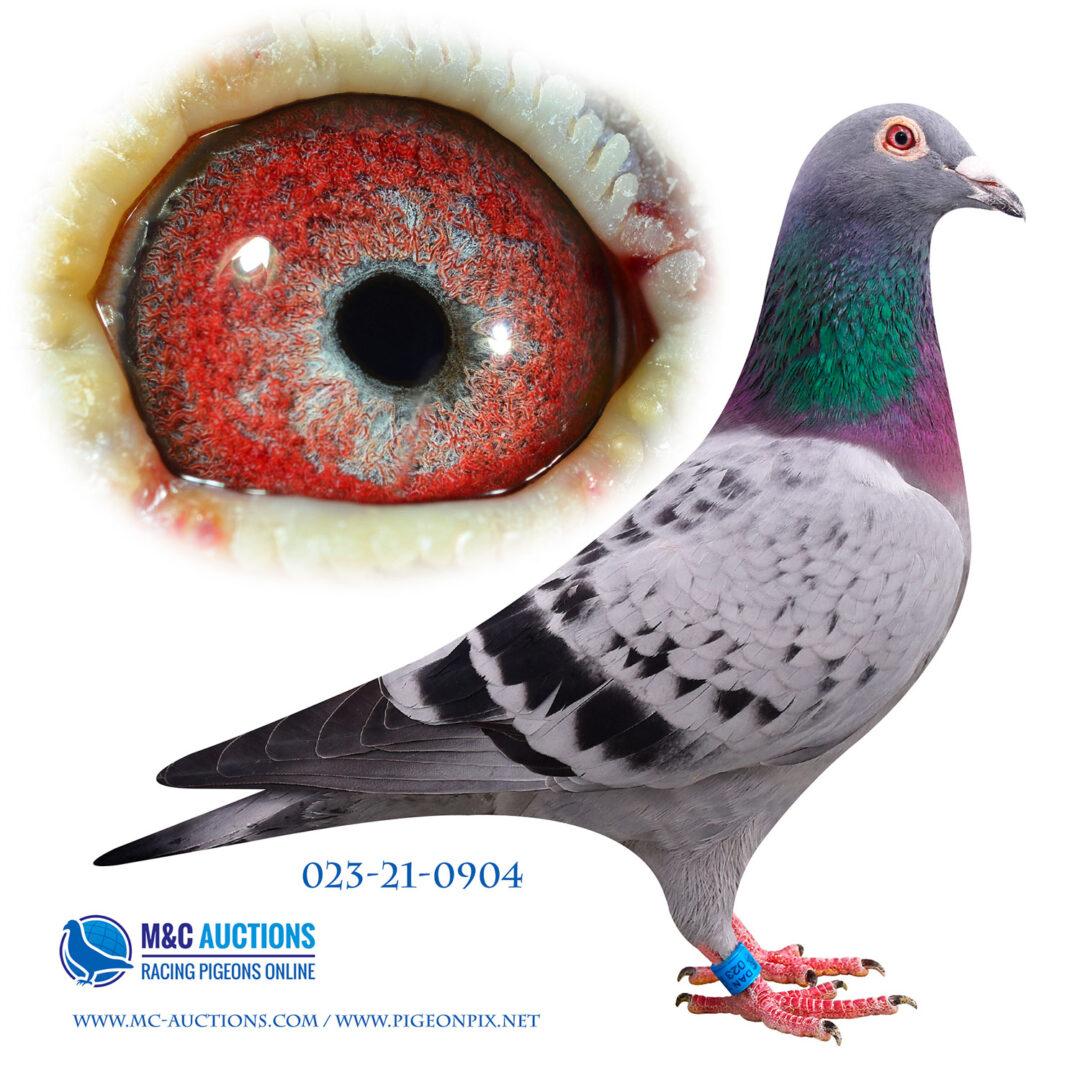 M&C Auctions - Racing Pigeons Online