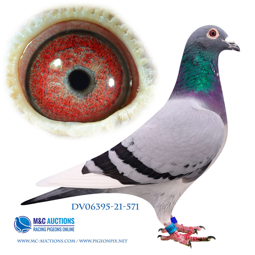 M&C Auctions - Racing Pigeons Online