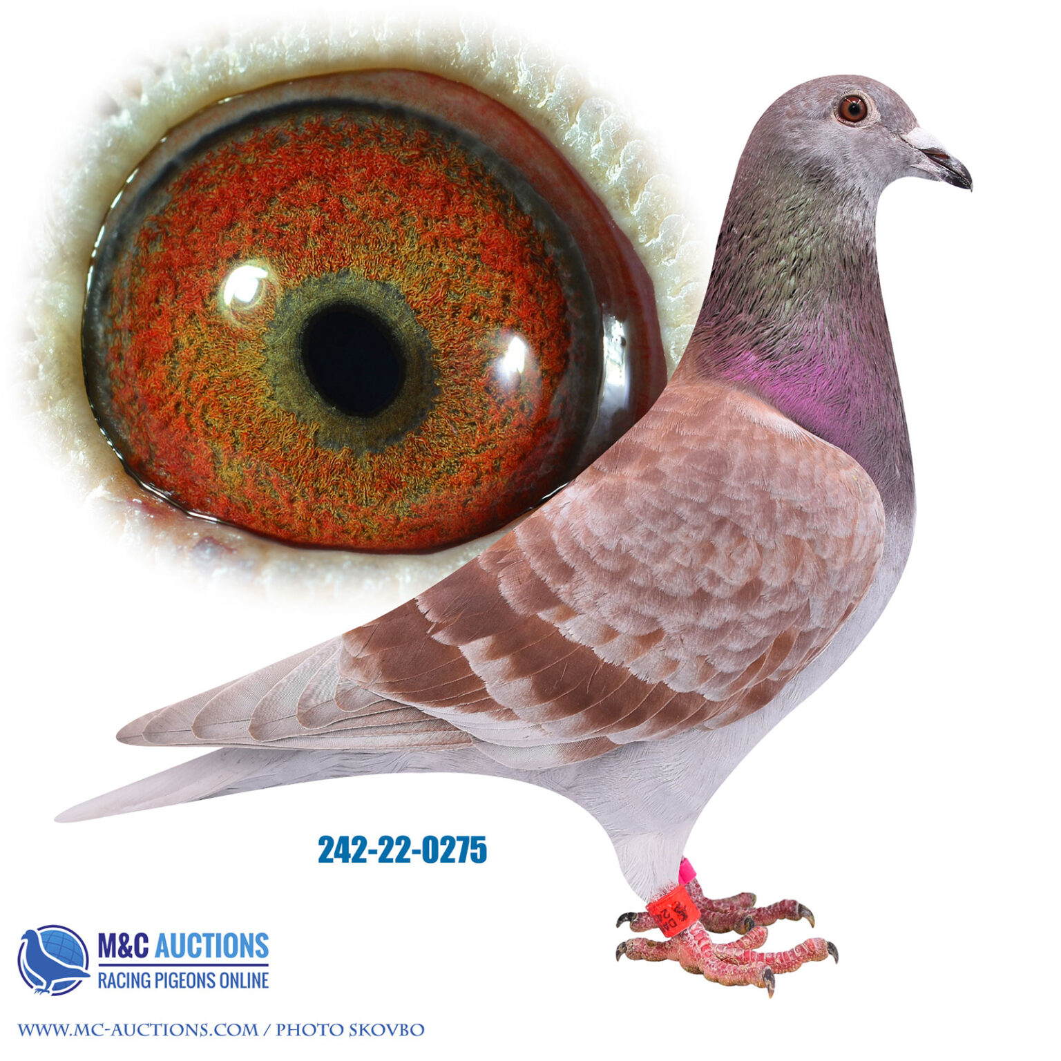 M&C Auctions - Racing Pigeons Online