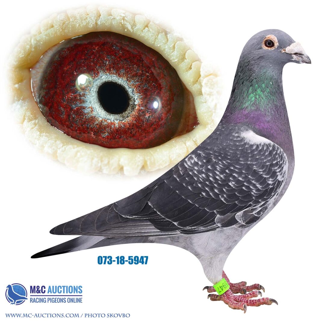 M&C Auctions - Racing Pigeons Online