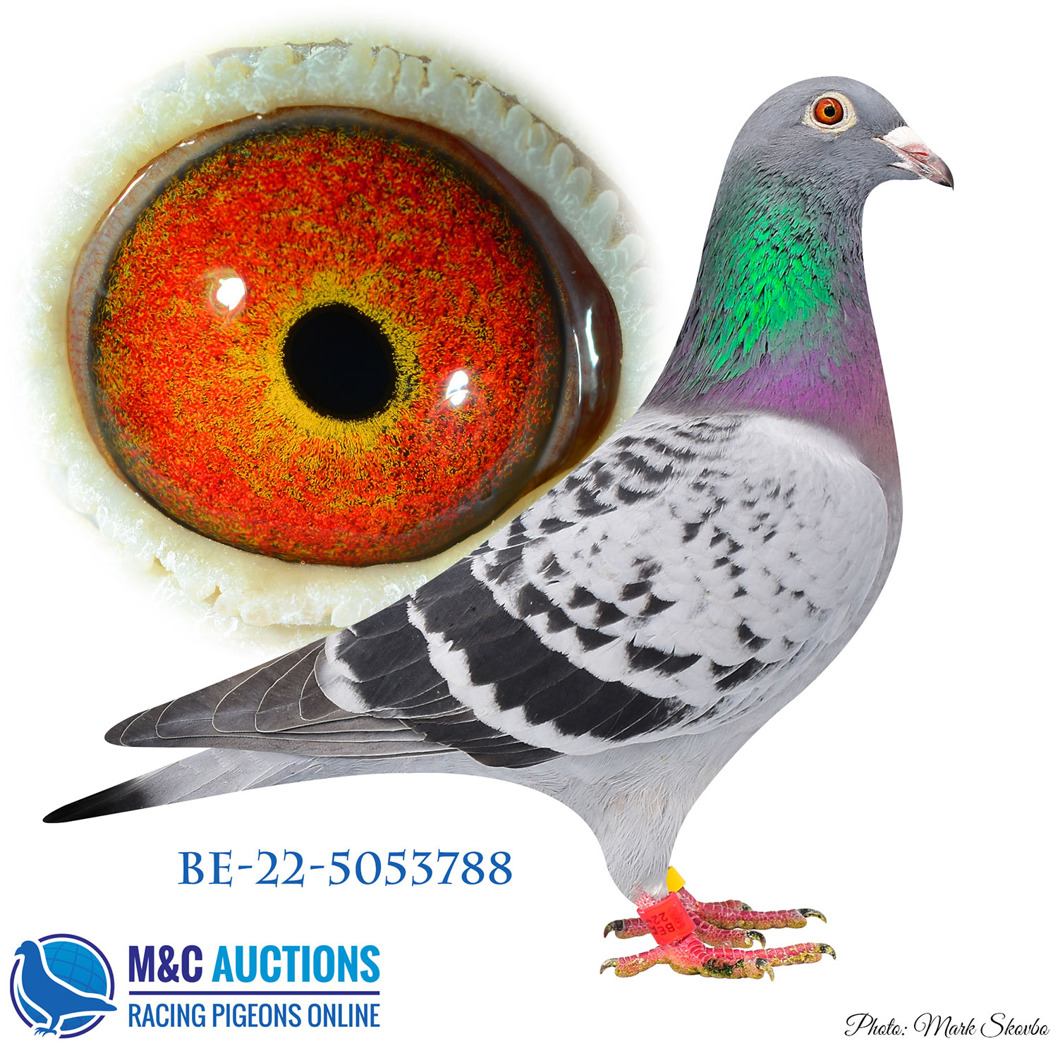 M&C Auctions - Racing Pigeons Online