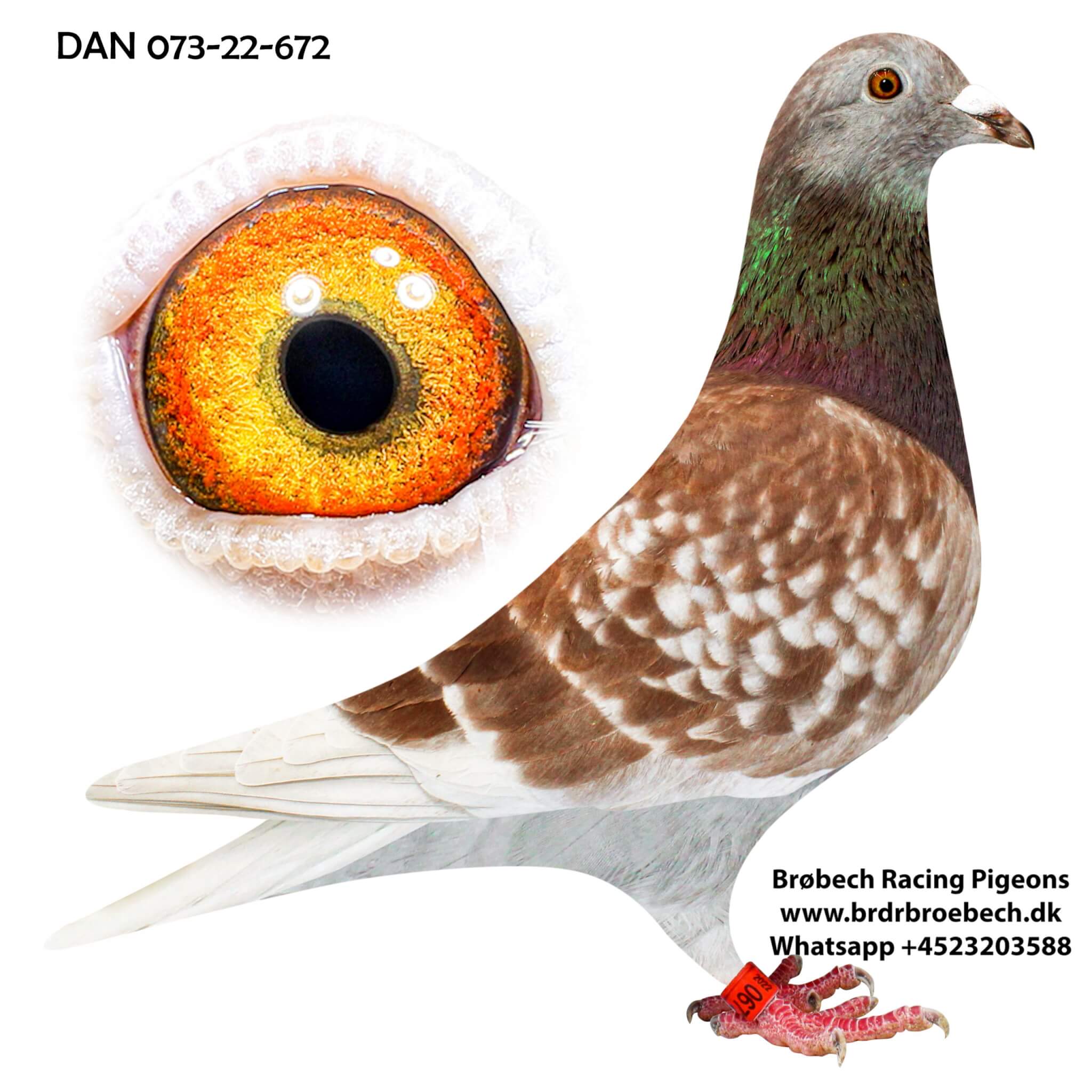 M&C Auctions - Racing Pigeons Online
