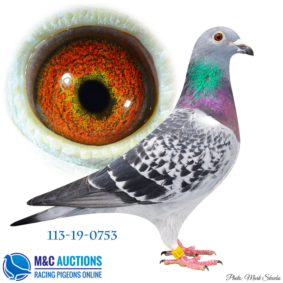 M&C Auctions - Racing Pigeons Online