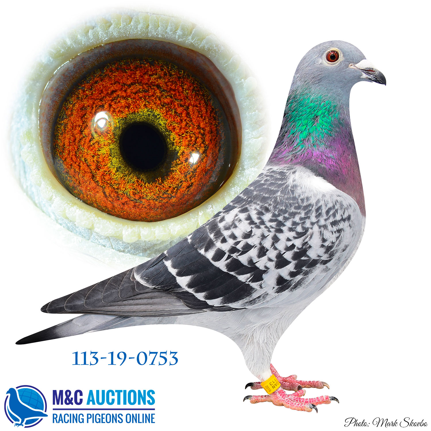 M&C Auctions - Racing Pigeons Online