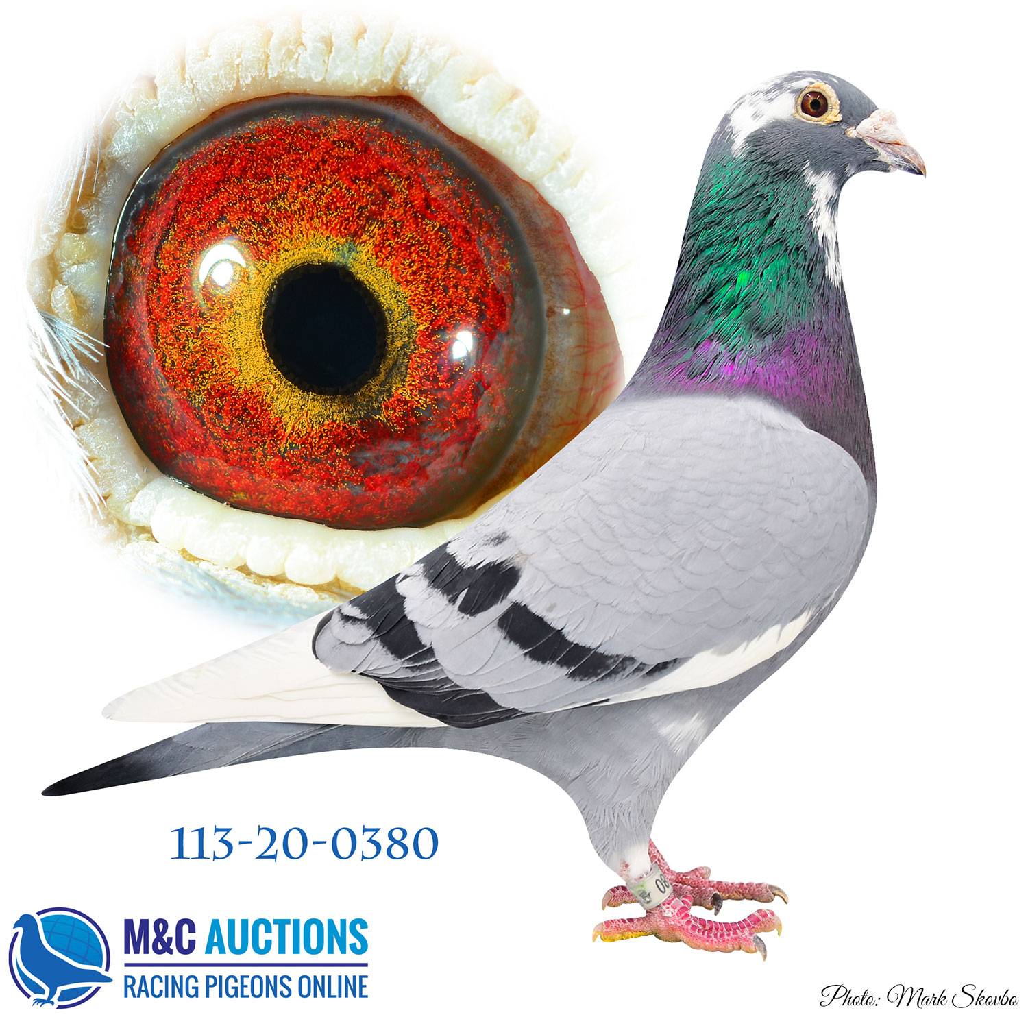 M&C Auctions - Racing Pigeons Online