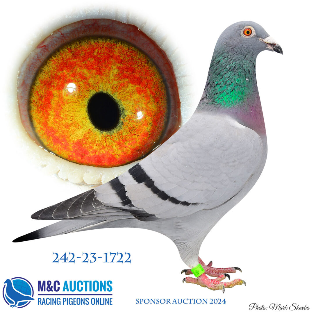 M&C Auctions - Racing Pigeons Online