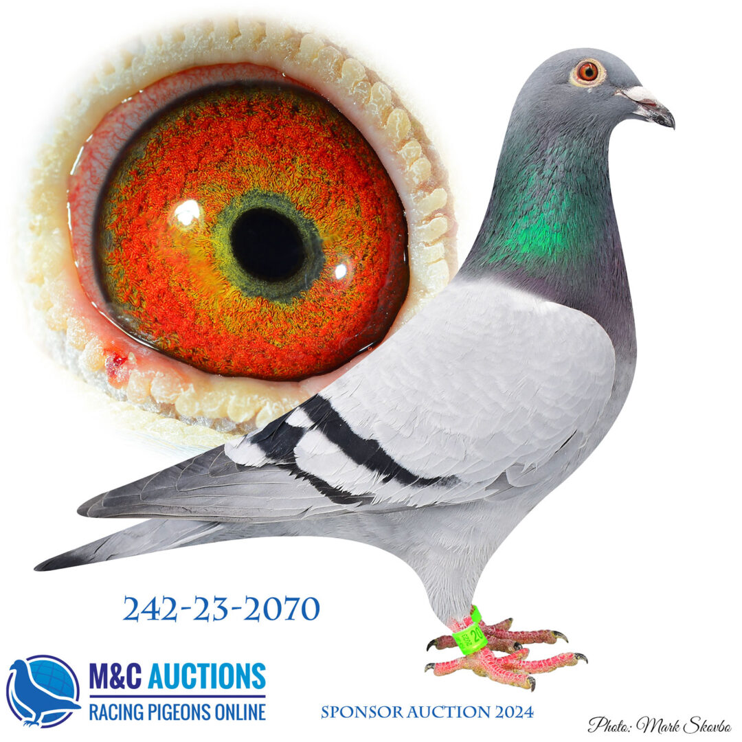 M&C Auctions - Racing Pigeons Online