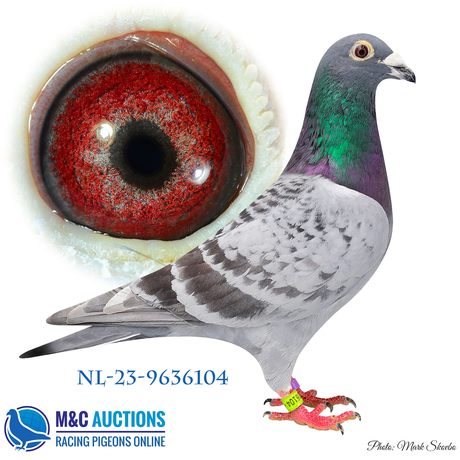 M&C Auctions - Racing Pigeons Online