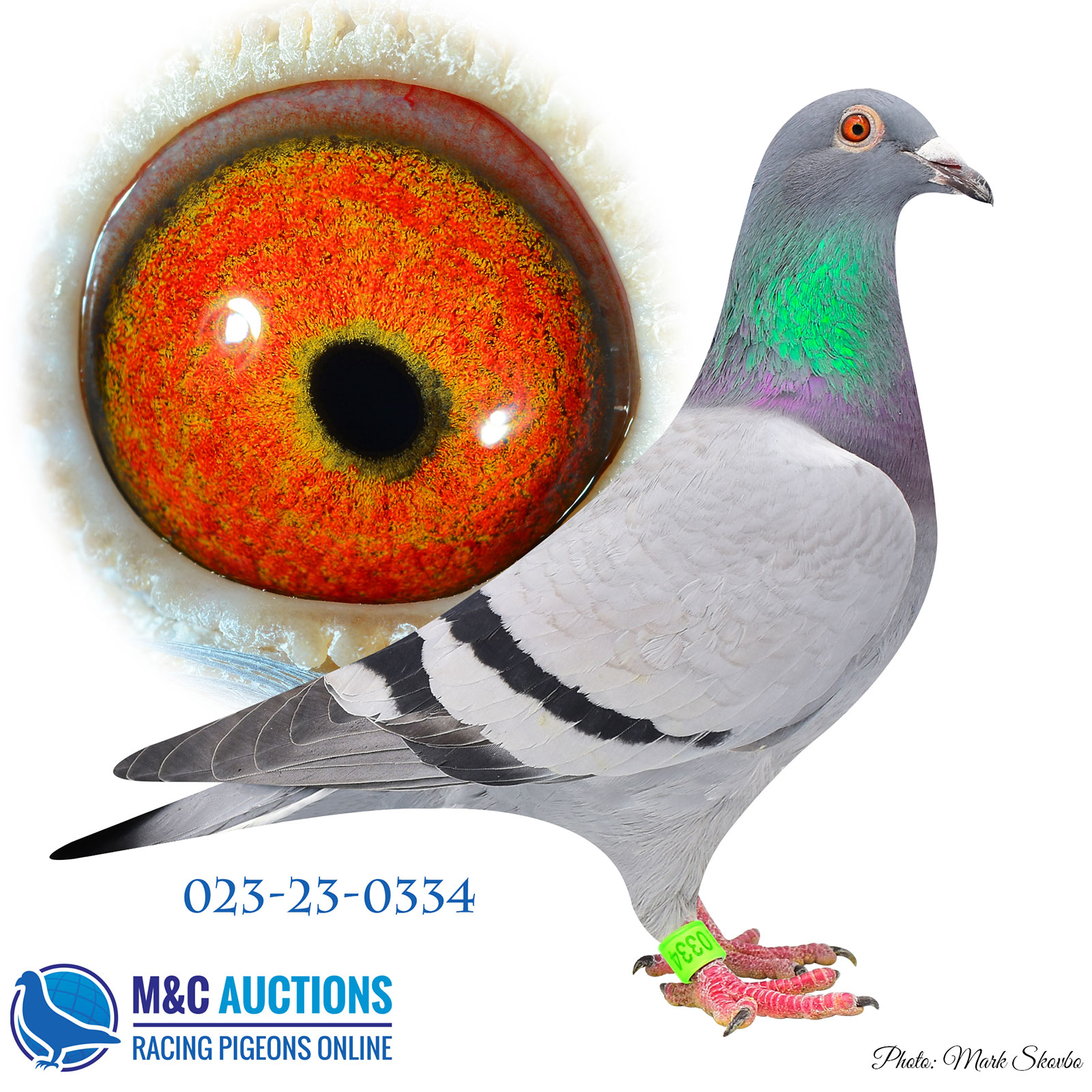 M&C Auctions - Racing Pigeons Online