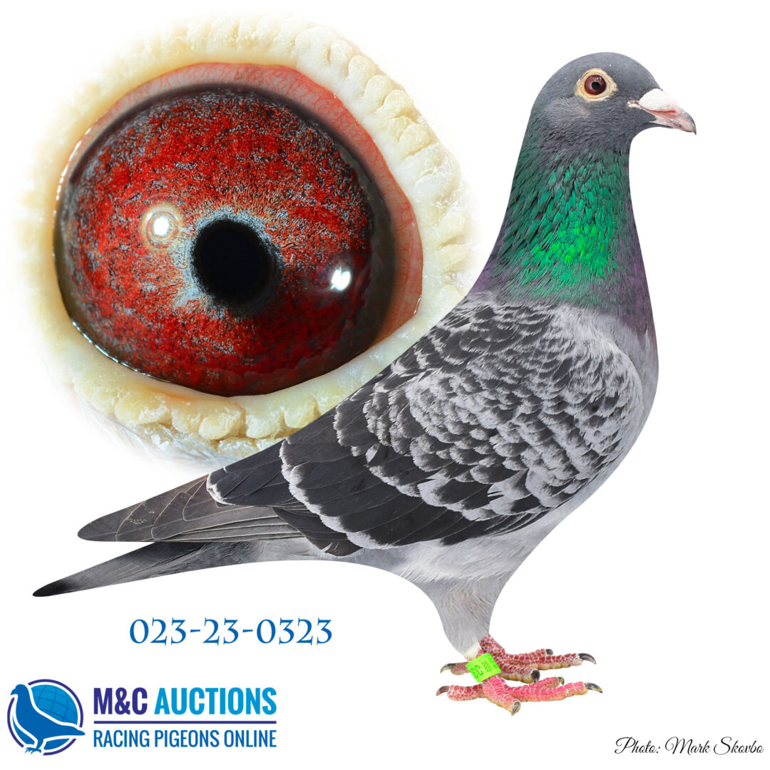 M&C Auctions - Racing Pigeons Online