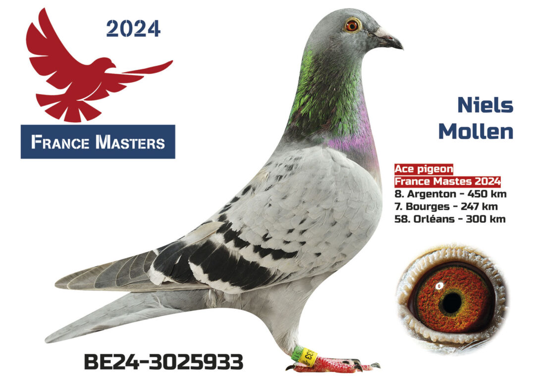 M&C Auktionen - Brieftauben Online