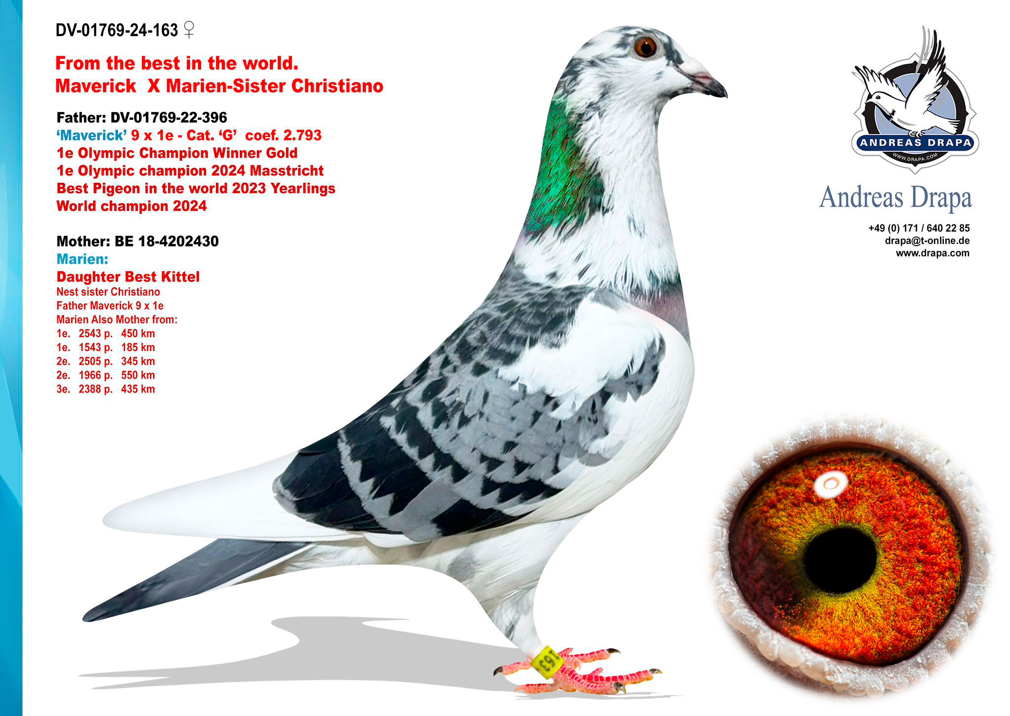 Subastas M&C - Racing Pigeons Online