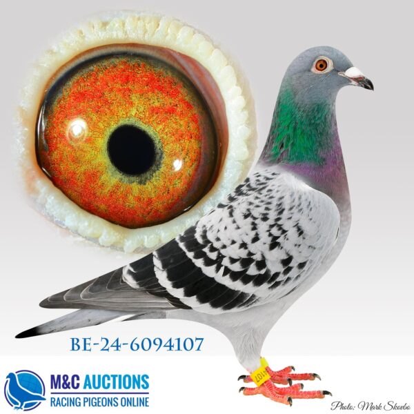 M&C Auctions - Racing Pigeons Online