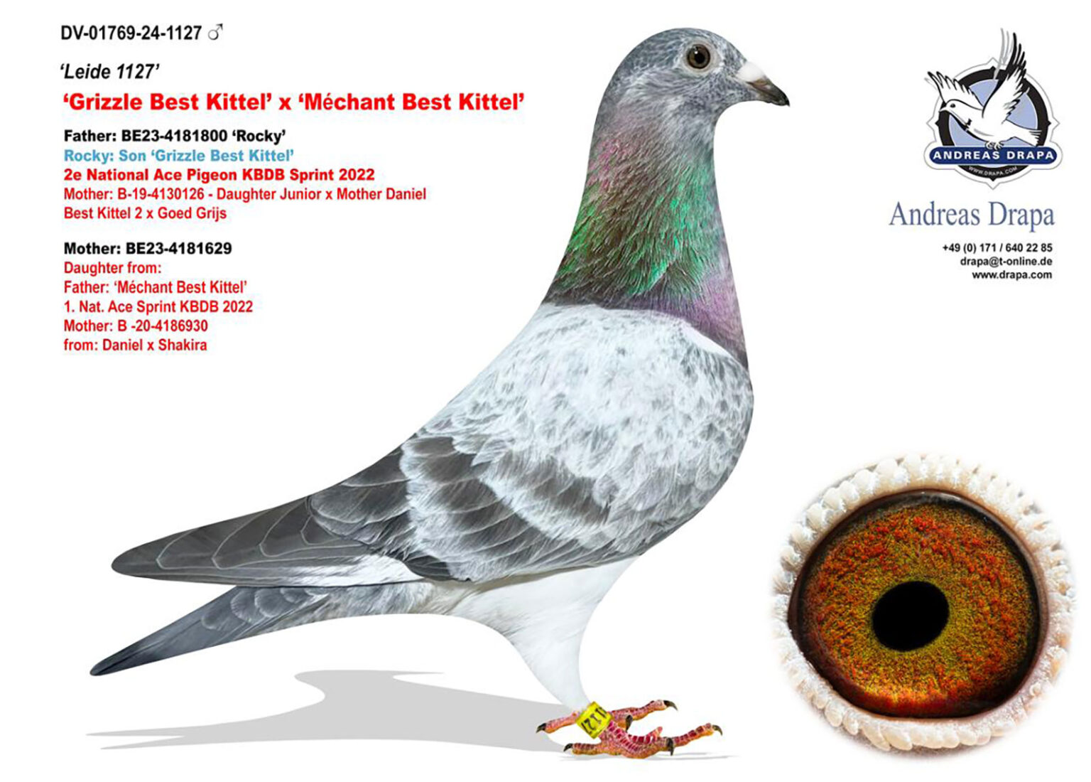 M&C Auctions - Racing Pigeons Online