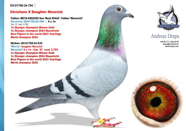 M&C Auctions - Racing Pigeons Online