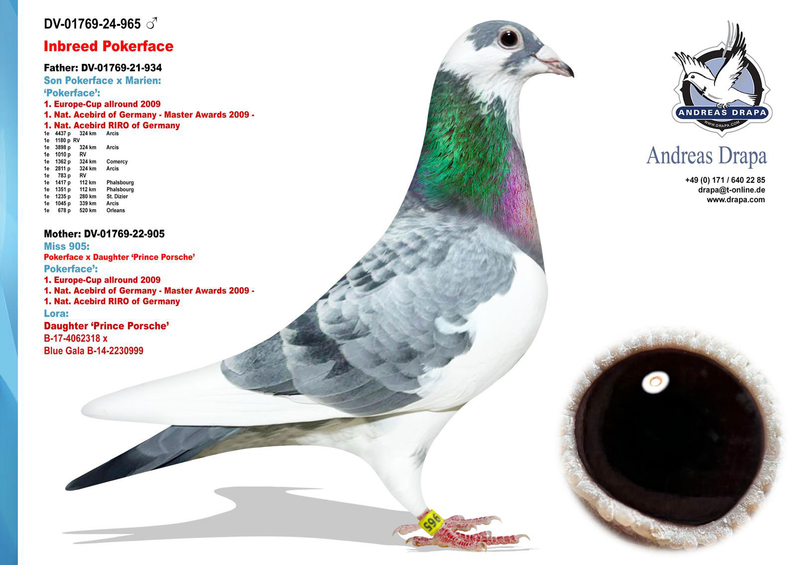 M&C Auctions - Racing Pigeons Online