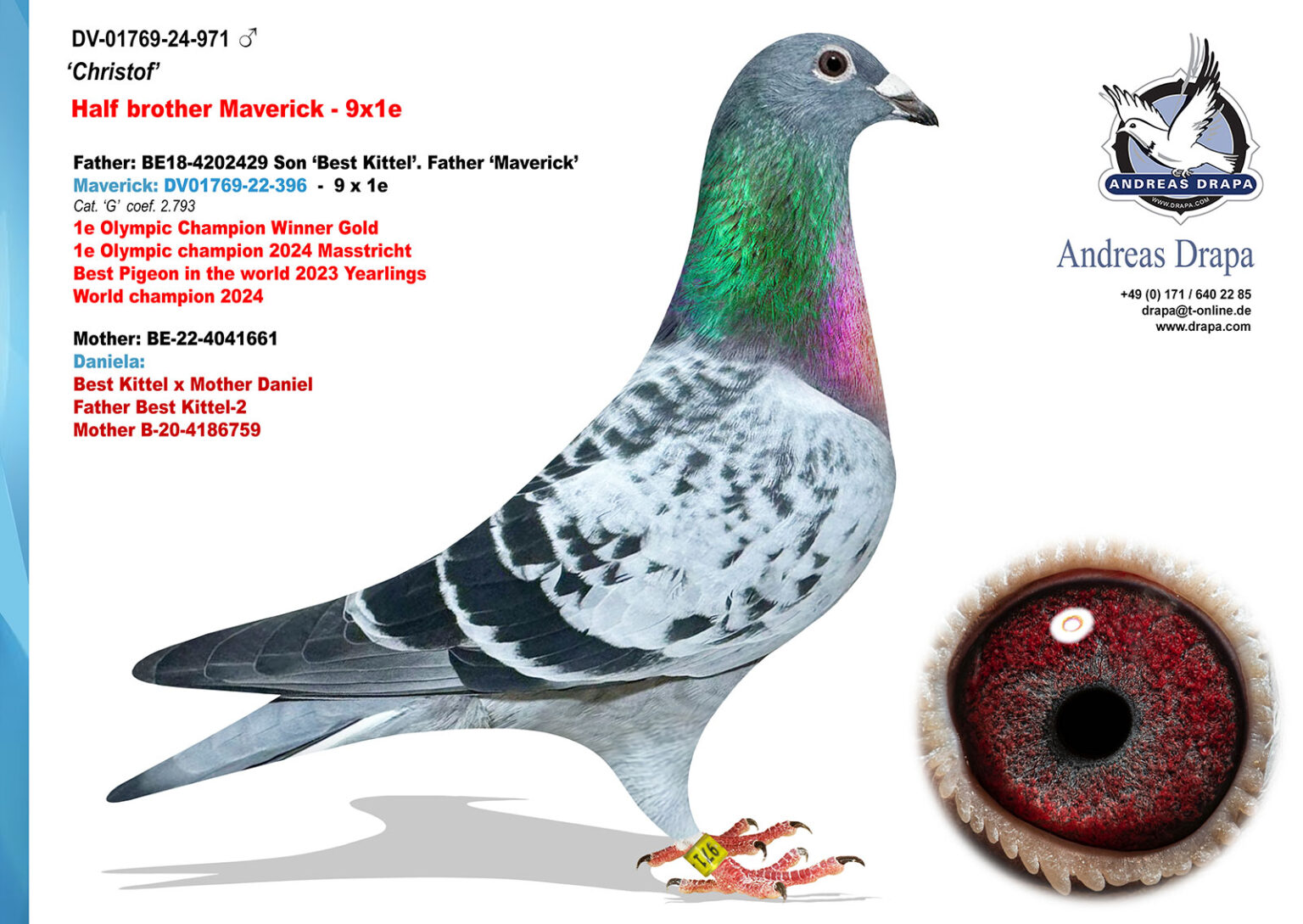 M&C Auctions - Racing Pigeons Online