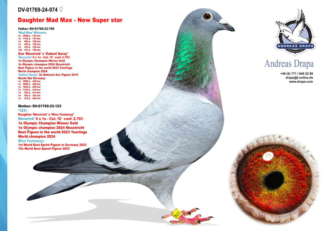 M&C Auctions - Racing Pigeons Online