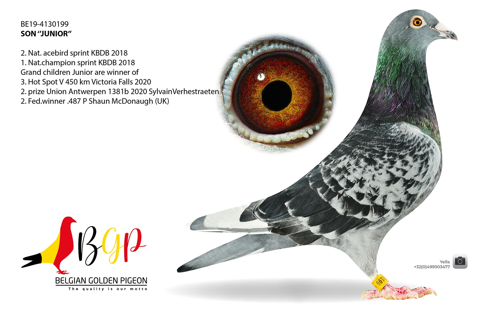 M&C Auctions - Racing Pigeons Online