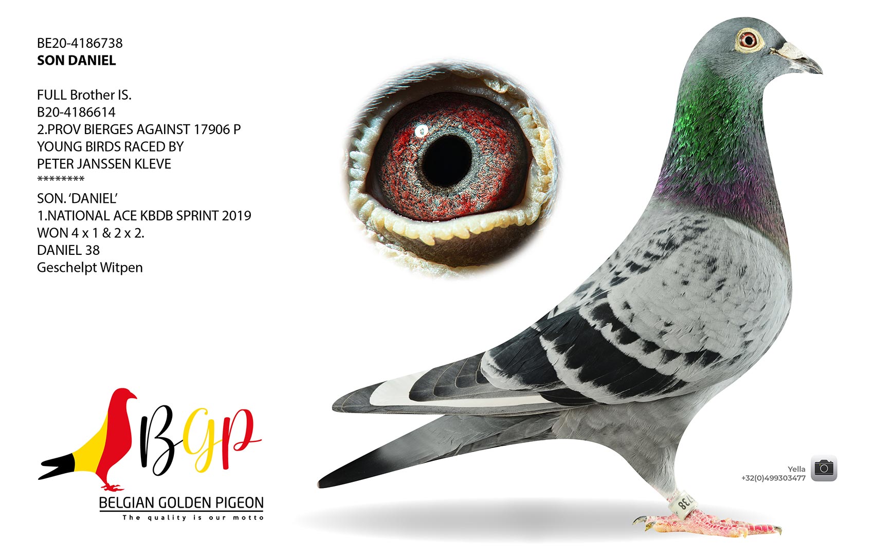 M&C Auctions - Racing Pigeons Online