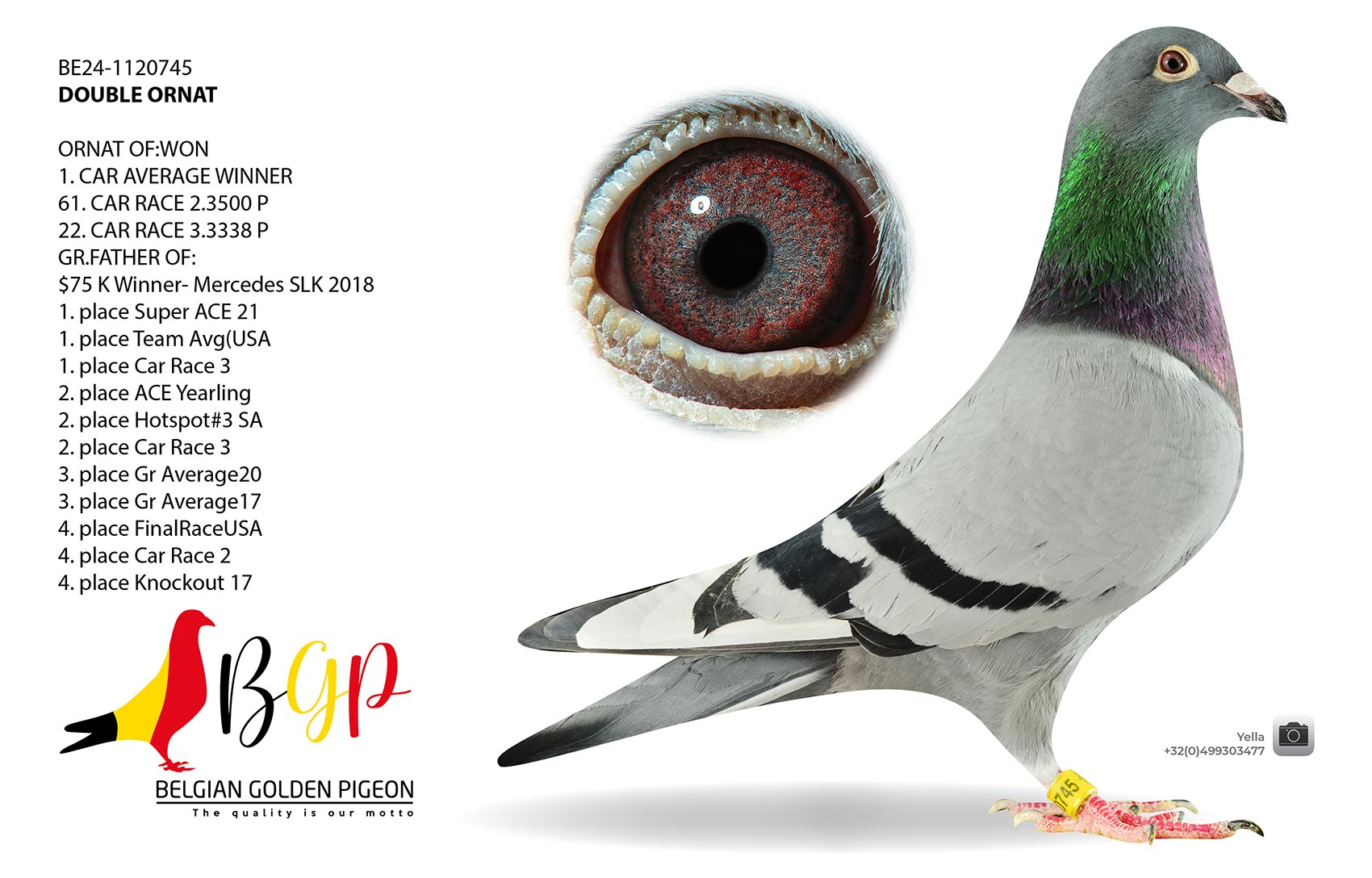 M&C Auctions - Racing Pigeons Online