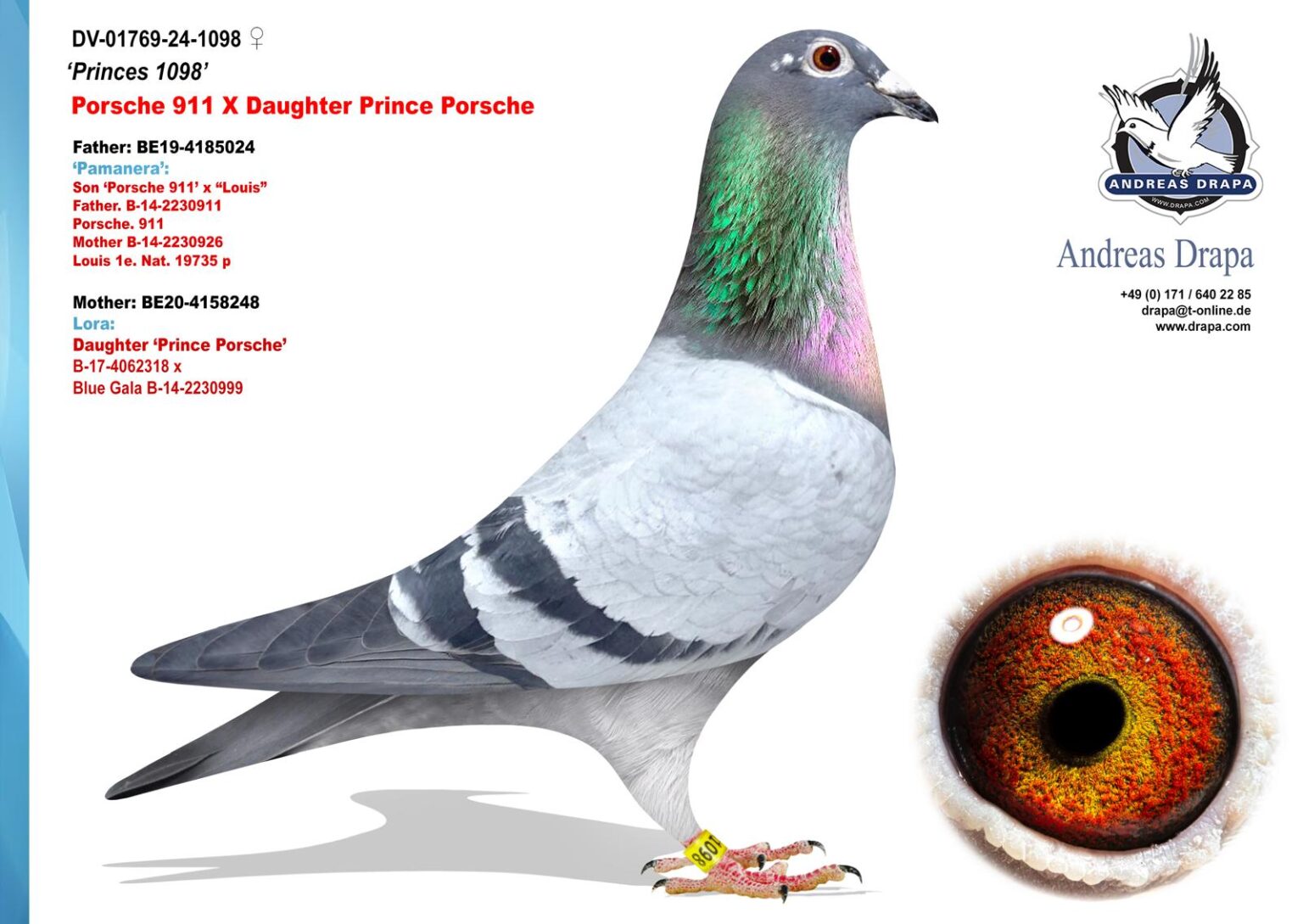 M&C Auctions - Racing Pigeons Online