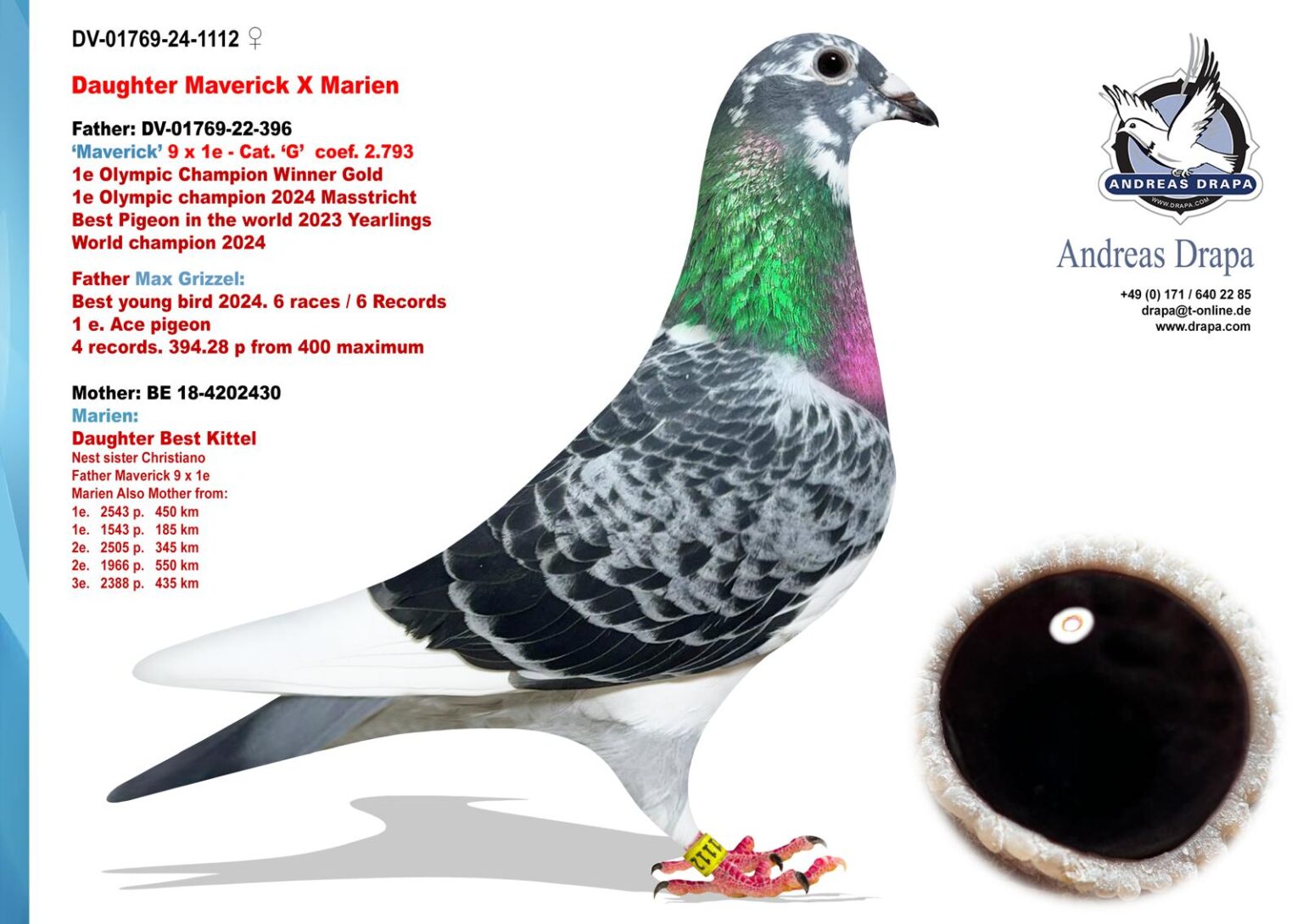 M&C Auctions - Racing Pigeons Online