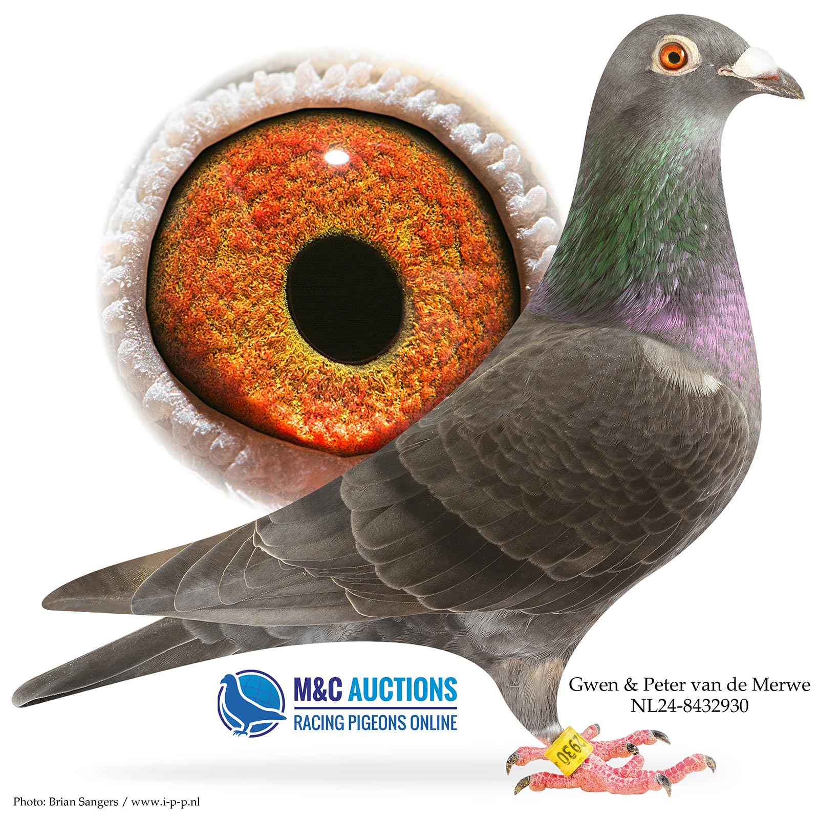 M&C Auctions - Racing Pigeons Online