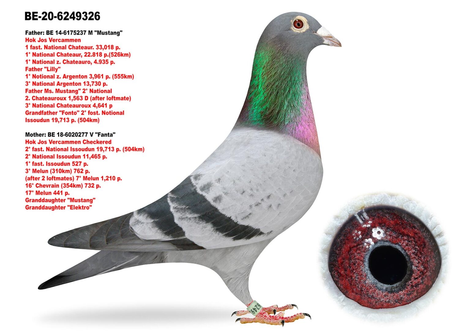 M&C Auctions - Racing Pigeons Online