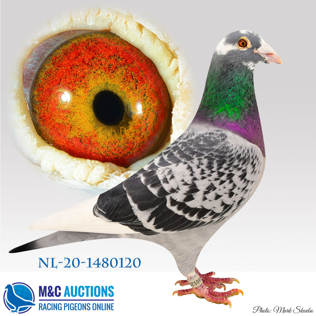 Lisbet & Kim Hansen - kampioenhok! - M&C-veilingen